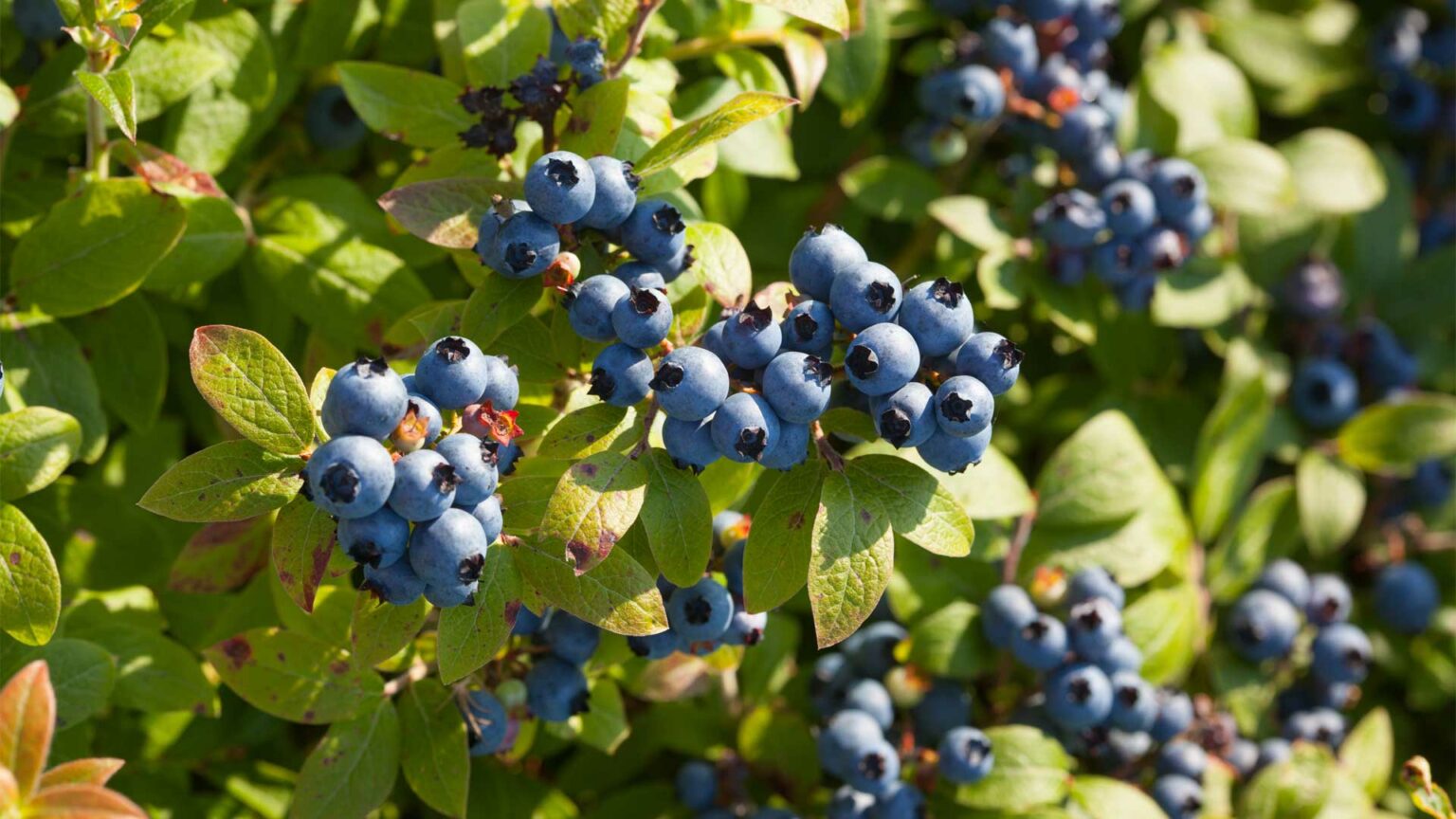 Planter des bleuets dans sa cour pour admirer et déguster!