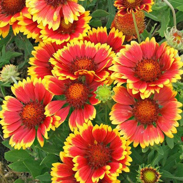 Gaillarde (Gaillardia x grandiflora) - Centre jardin Del Esta, l ...