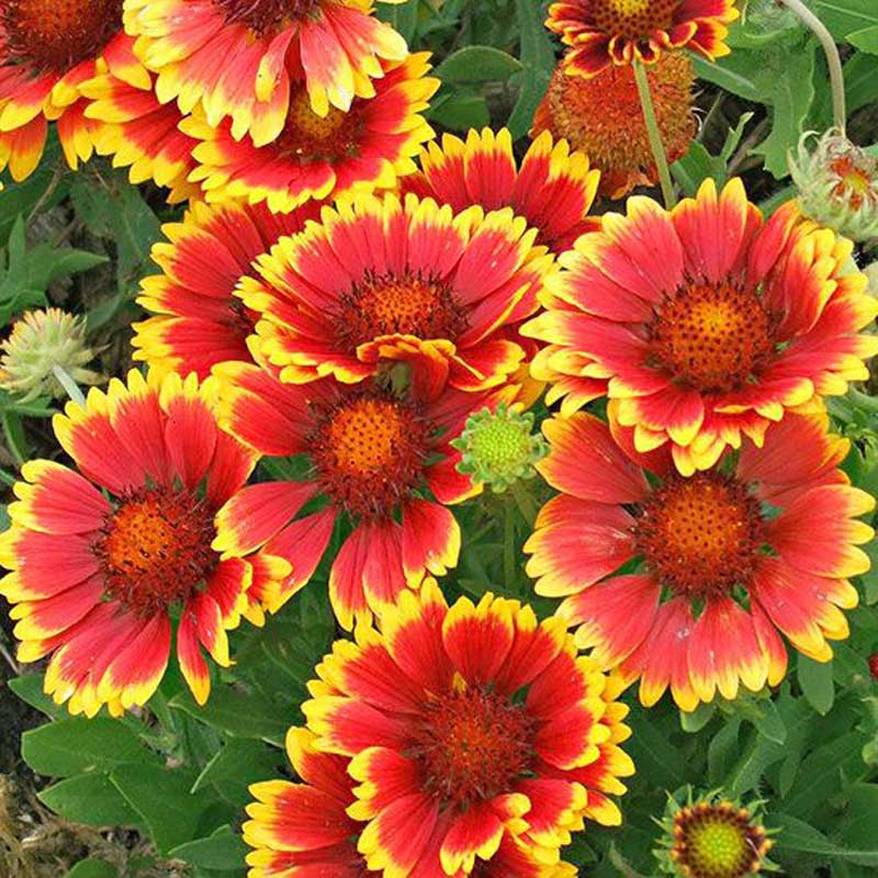 Gaillarde (Gaillardia x grandiflora) - Centre jardin Del Esta, l ...