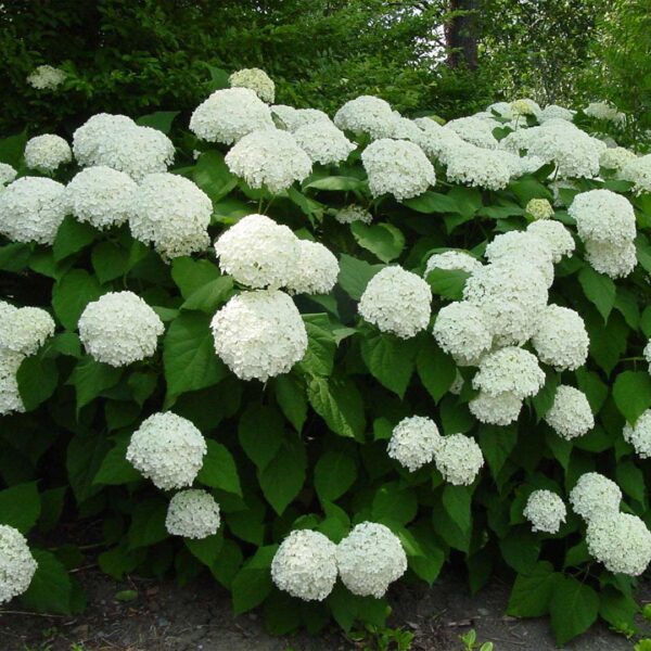 Hydrangea arborescens ‘Annabelle’ - Centre jardin Del Esta, l ...