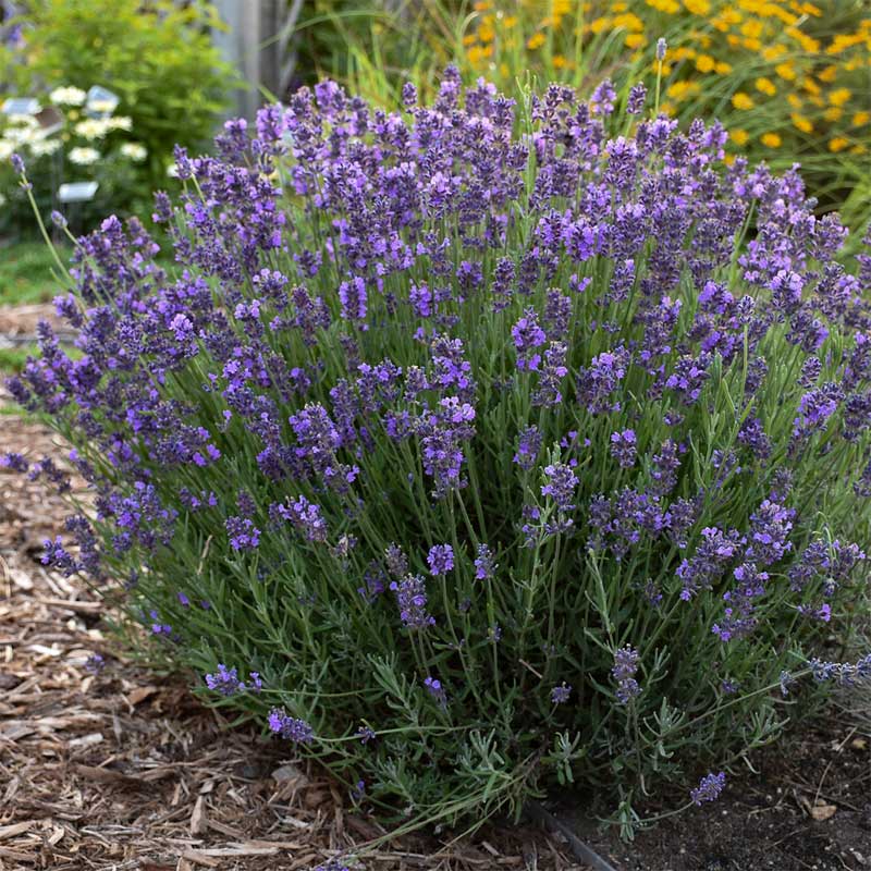 Lavande (Lavandula angustifolia) - Centre jardin Del Esta, l ...