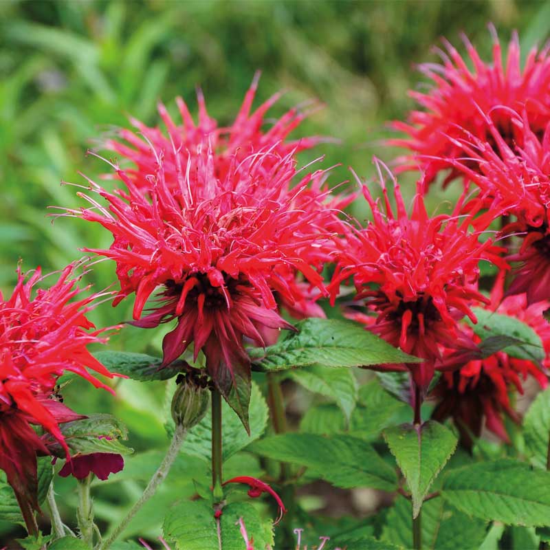 Monarde - Centre jardin Del Esta, l'horticulture à son meilleur