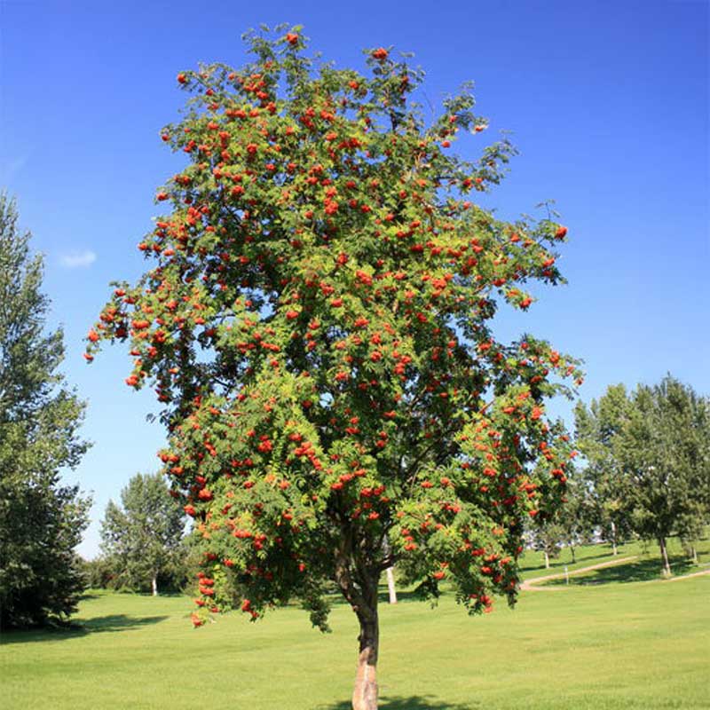 Sorbier d'Amérique (Sorbus americana) - Centre jardin Del Esta, l'horticulture à son meilleur