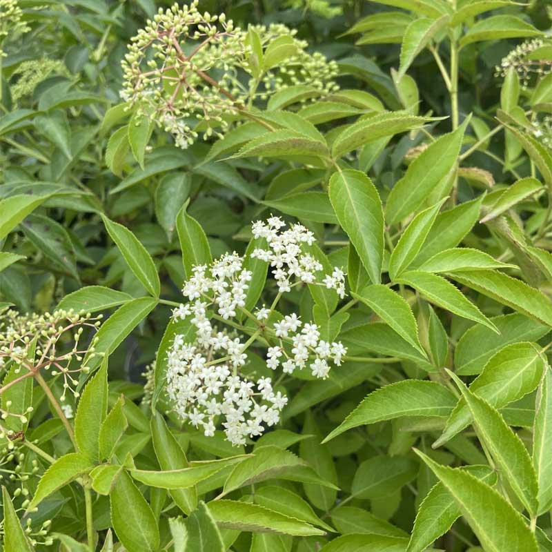 Sureau du Canada - Centre jardin Del Esta, l'horticulture à son meilleur